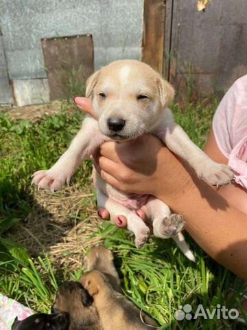 Щенки в добрые руки