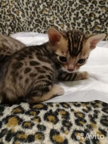 Бенгальские котята