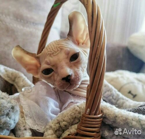 Кошка сфинкс эльф