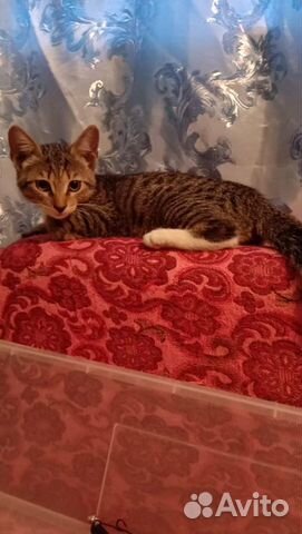 Котик Филя в добрые руки