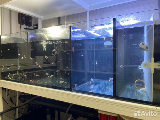 Морская рыба клоун