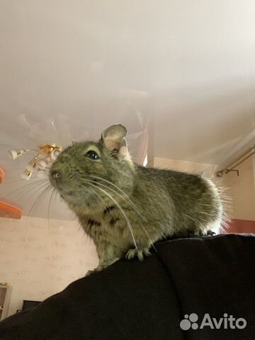 Дегу белка мальчик