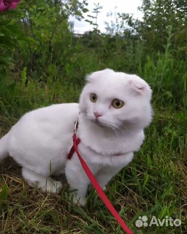 Кот Скоттиш фолд в надежные руки