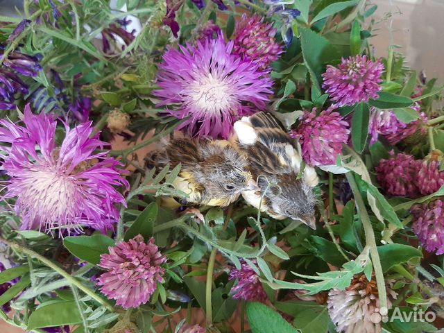 Кенара и канарейки