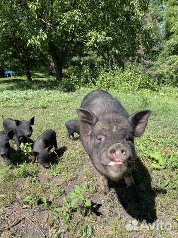 Вьетнамский вислобрюхий поросенок