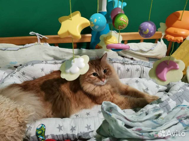 Не определённой породы