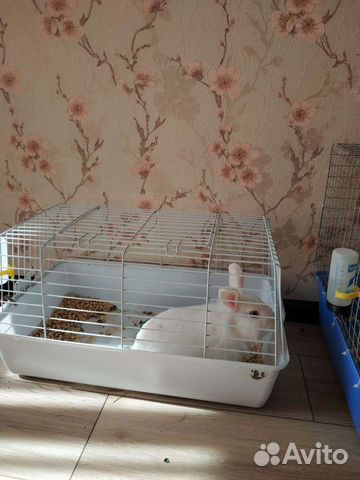 Карликовые кролики