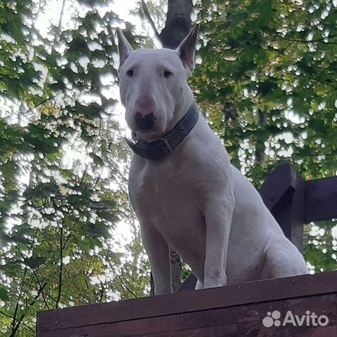 Блондин в поисках любви