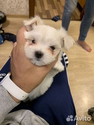 Мальтийская болонка