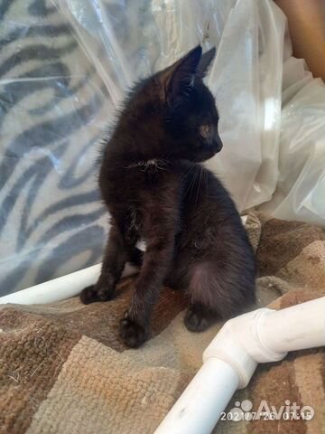 Кошки в добрые руки