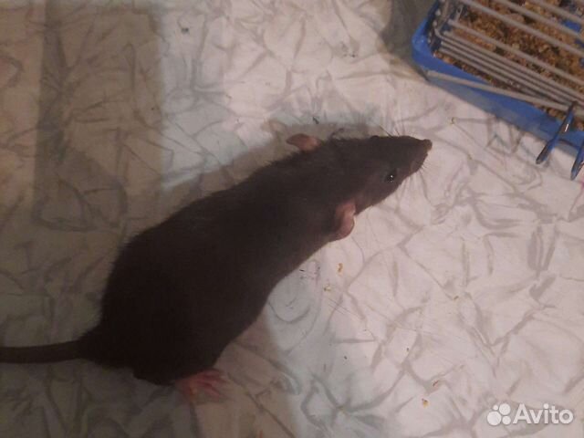 Миниатюрные крысята дамбо