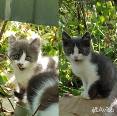2 котенка в дар