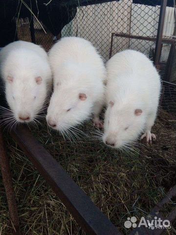 Нутри привезён из юга