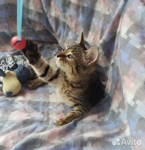 Ласковый Котенок Шпротик в дар