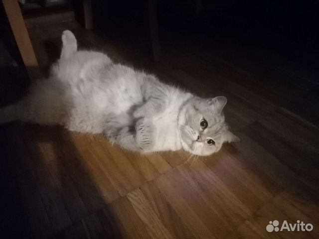 Британская кошка бесплатно