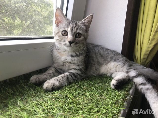 Кошка