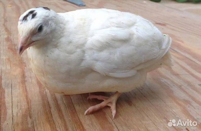 Перепела, яйцо инкубационное