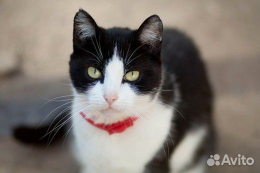 Кошечка Рита просит помочь ей найти дом