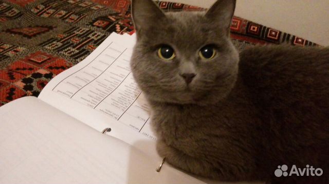 Предлагаем кошечку