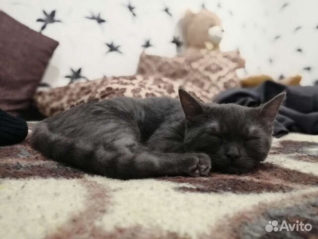 Шотландская кошечка на вязку