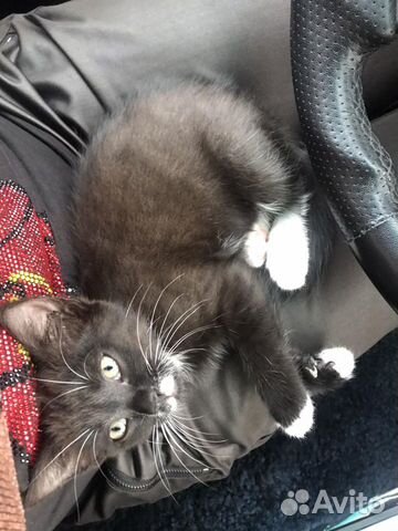 Котенок в добрый дом