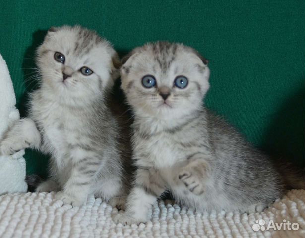 Вислоухий серебристый