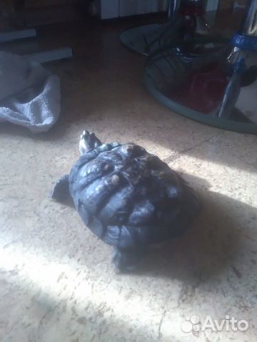 Черепаха с аквариумом