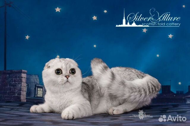 Шотландский вислоухий кот