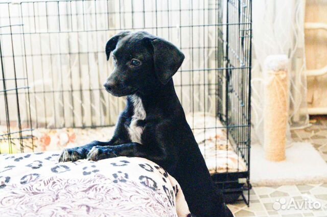 Щенок Стелла в добрые руки