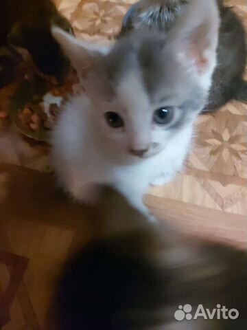 Котенок в добрые руки