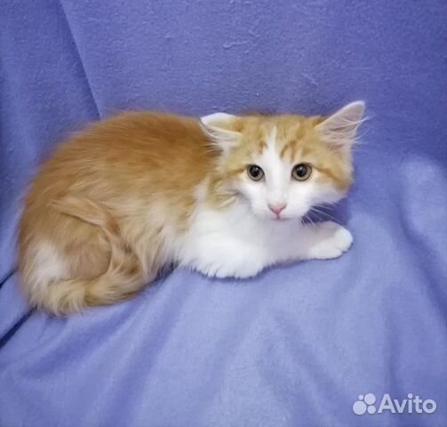 Левушка котенок-солнышко