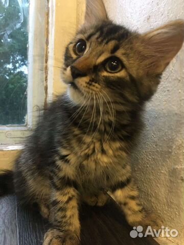 Котёнок-сибиряк 2 мес