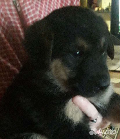 Щенки немцы