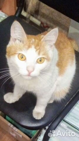 В добрые руки