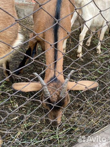Корова высокоудойная, телочка, козлята