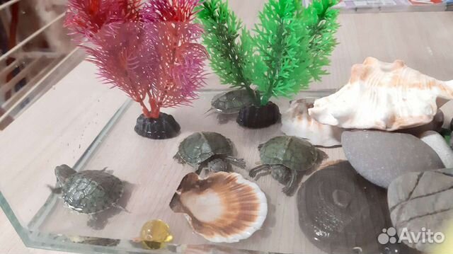 Черепашки водные