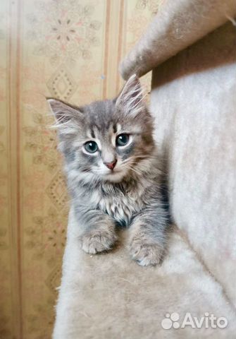 Бесхитростный пушистик, котенок Пухлик в дар