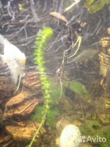 Продаю элодэю и рдест курчавый
