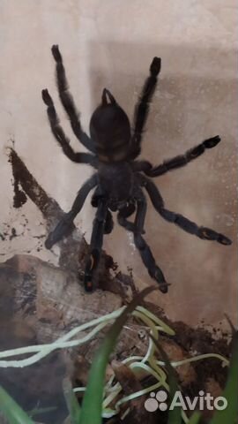 Psalmopoeus irminia (самка; 8см.) + террариум