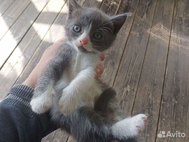 Котенок девочка