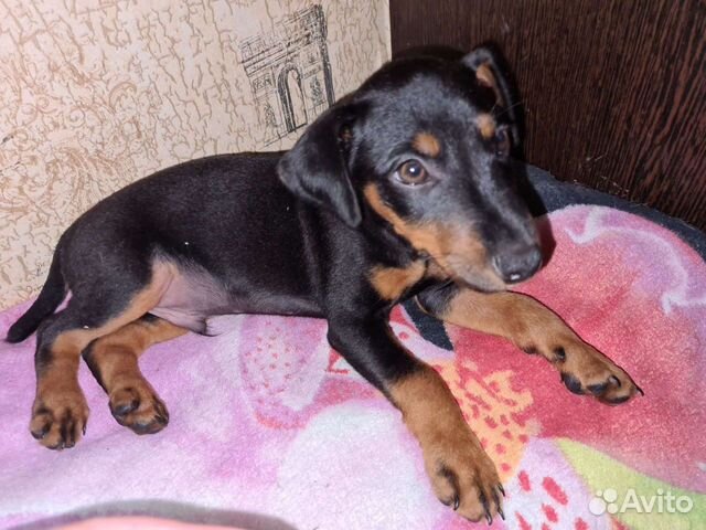 Щенок ягдтерьера чистокровка