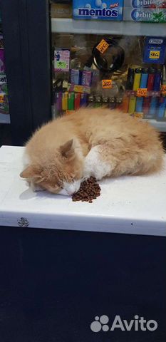 Рыжий ласковый брошенный кот ищет дом спасите