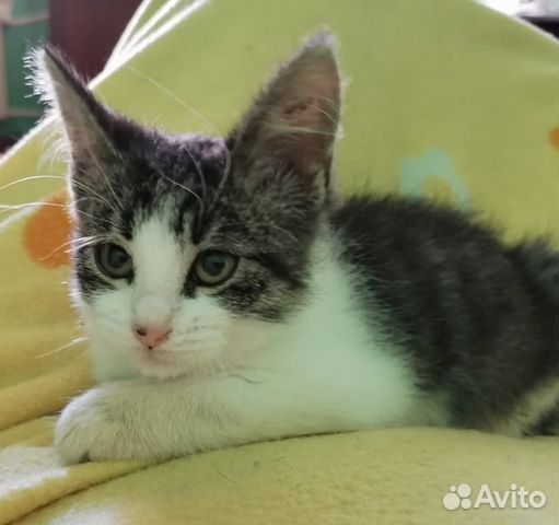 Маленькая Зайка в поисках любящих родителей