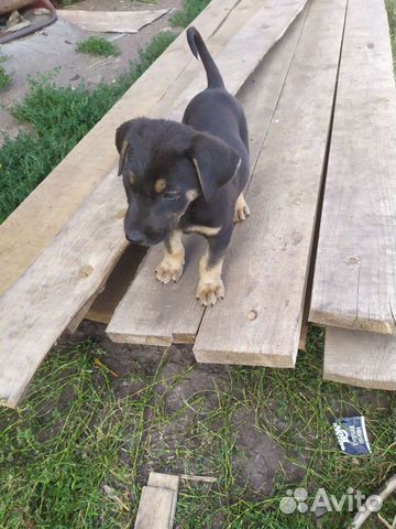 Щенки бесплатно