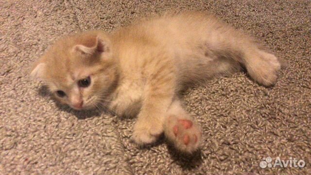 Котик рыжий(персиковый) вислоухий