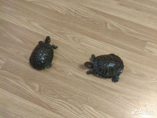 Красноухая черепаха