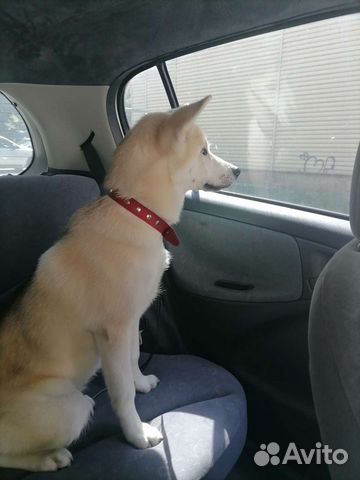 Продам щенка Акита в хорошие руки)