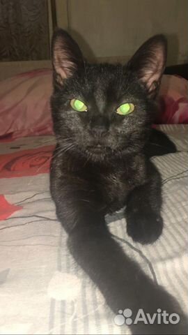 Кошка в хорошие руки