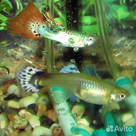 Живая рыба