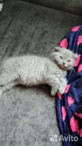 Британские вислоухие